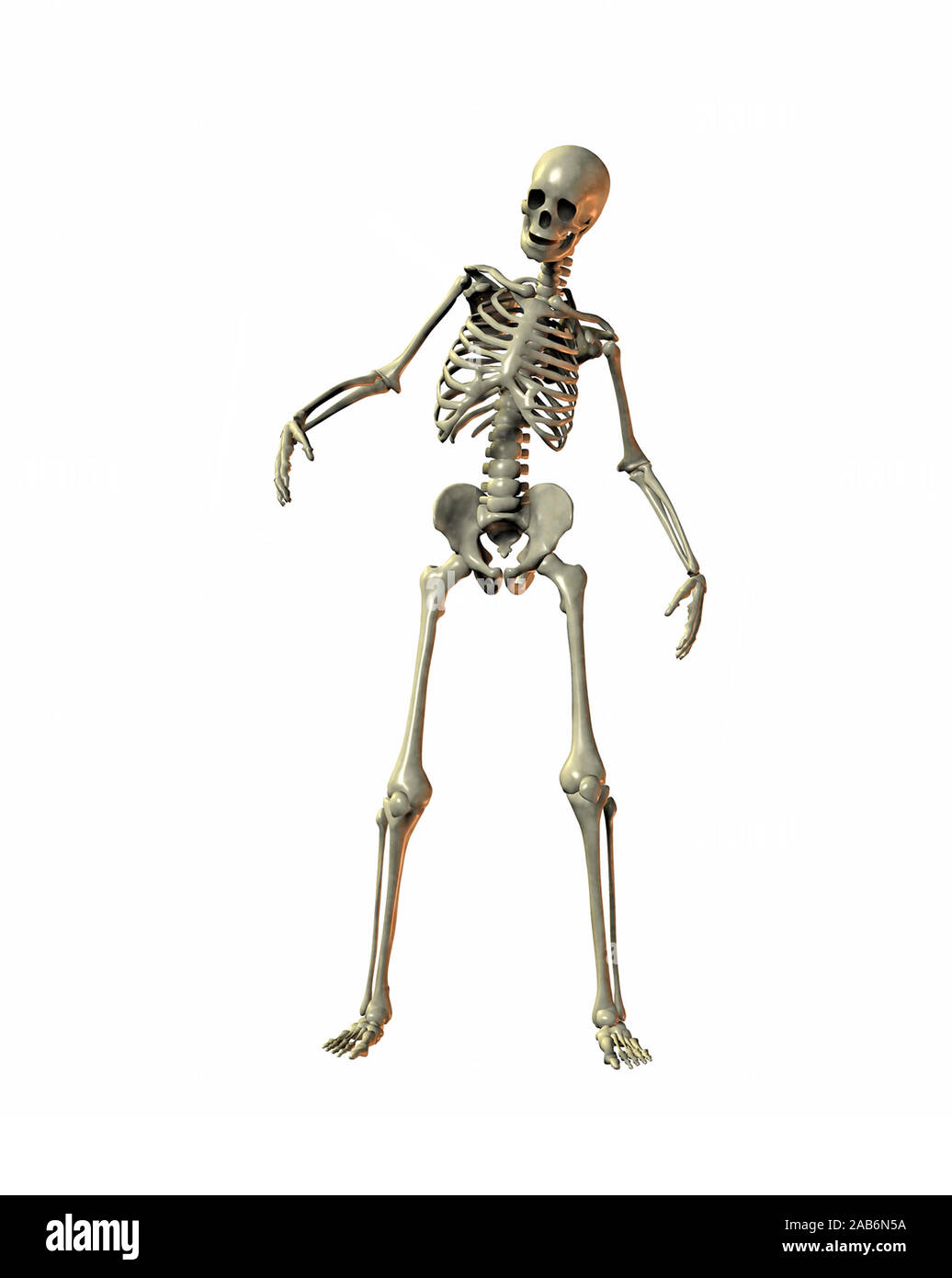 A illustration of a skeleton on a white background Stock Photo - Alamy