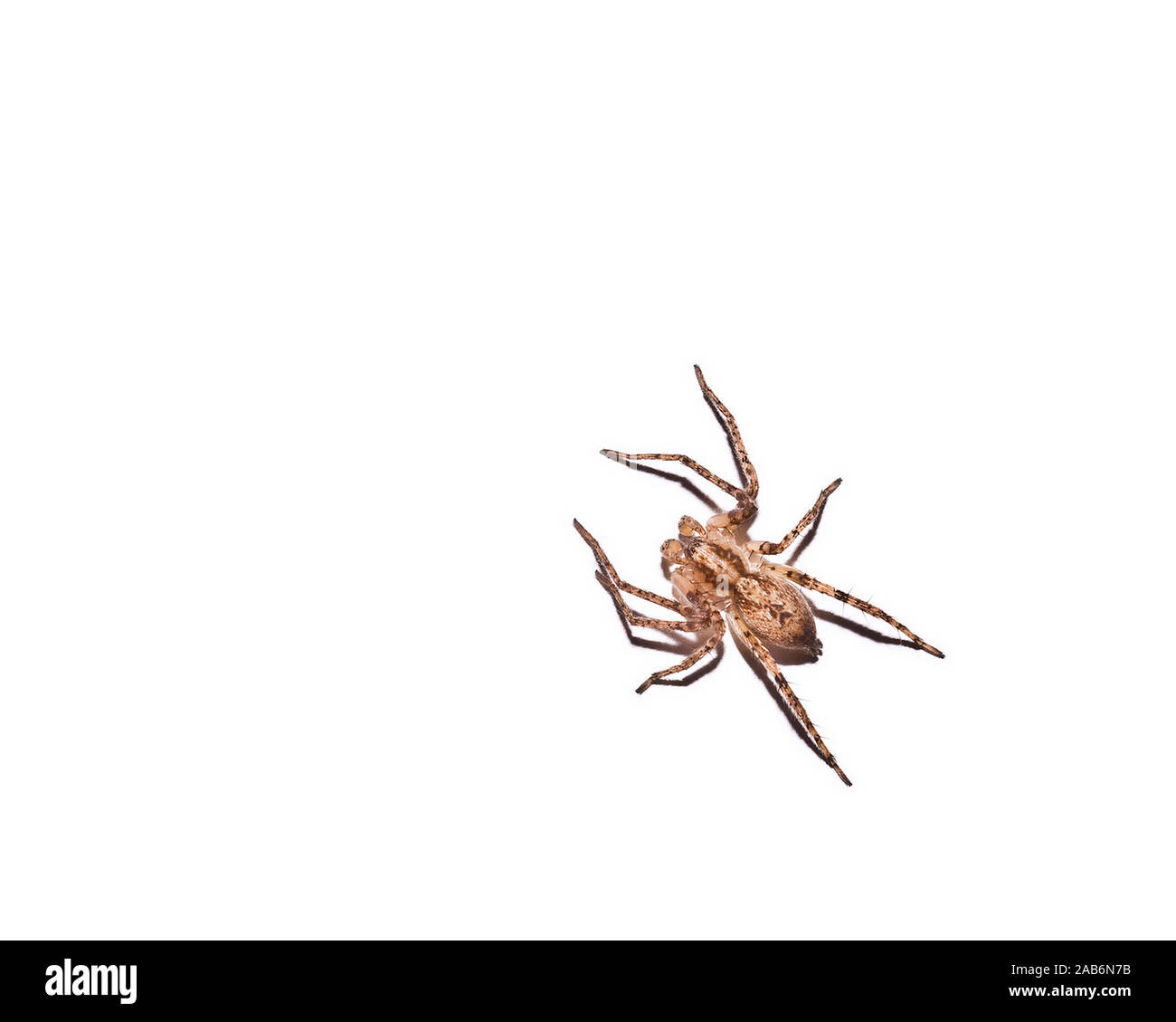A photography of a spider isolated on white background Stock Photo - Alamy