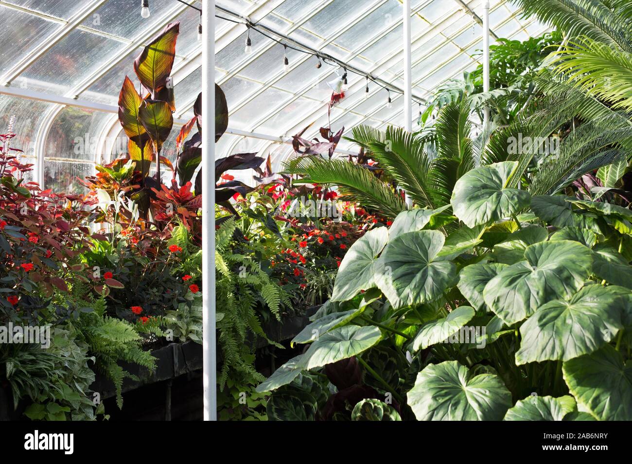 Inside the fern garden at the Volunteer Park Conservatory in Seattle ...