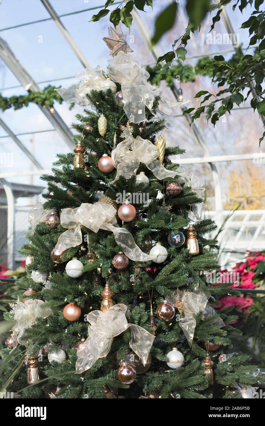 A Christmas tree on display at the Volunteer Park Conservatory in ...
