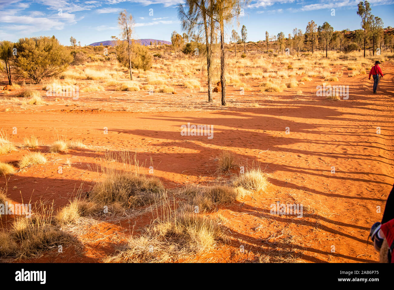 A silhouette of a camel sunset tour in the Australian outback. Uluru ...