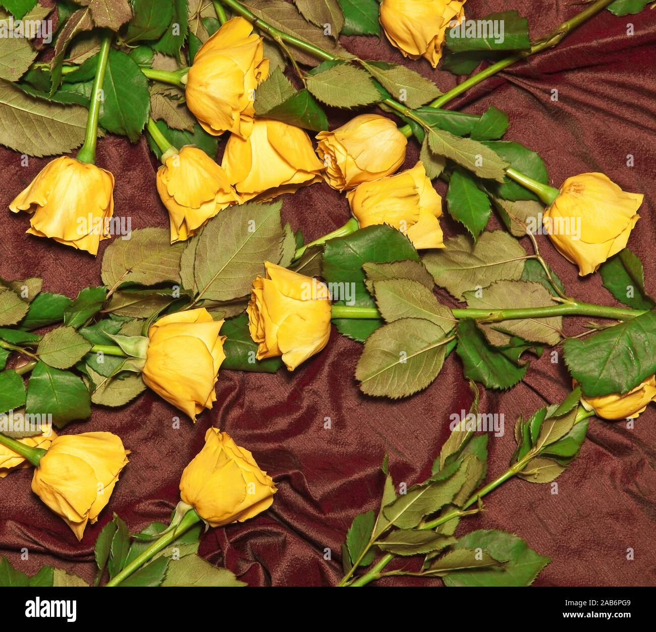 A photography of a yellow roses background Stock Photo - Alamy