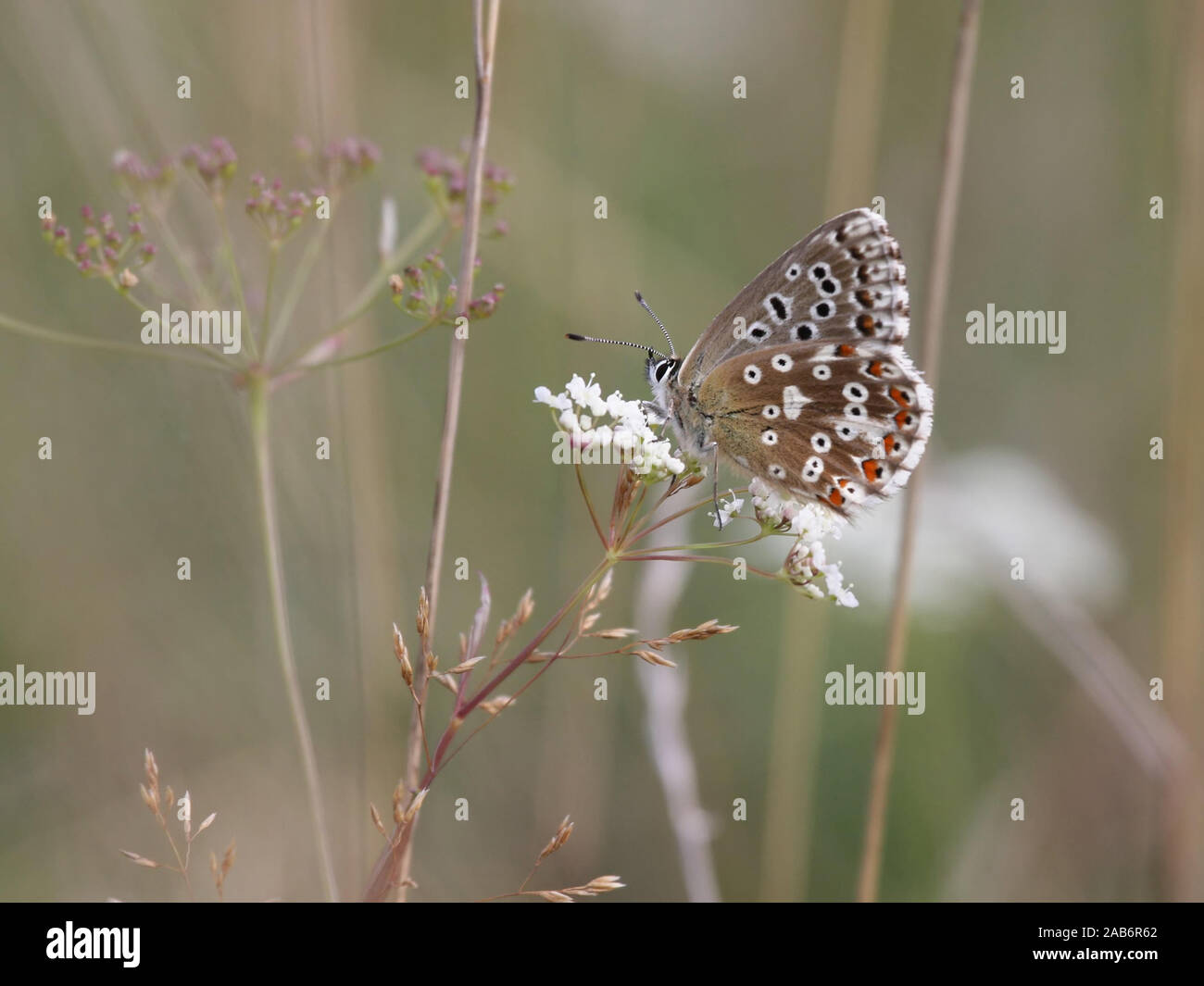 A photography of a beautiful little butterfly Stock Photo - Alamy