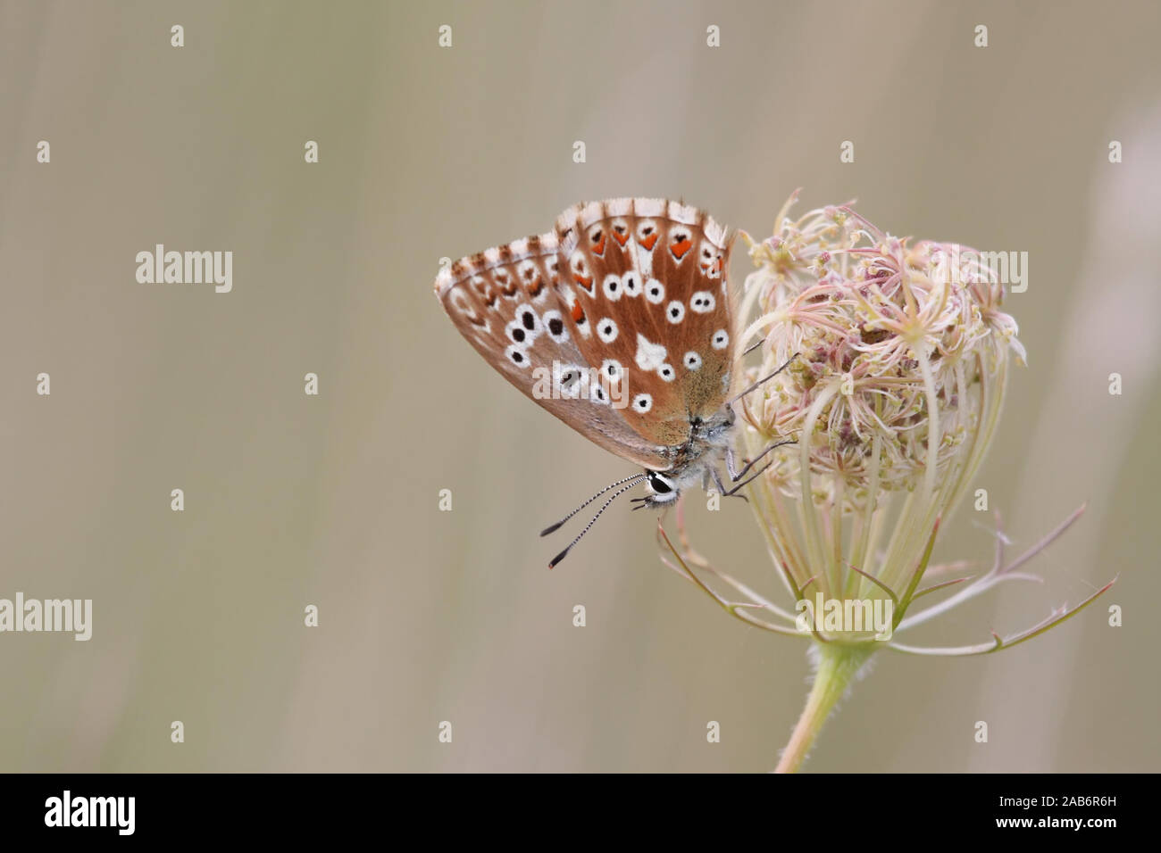 A photography of a beautiful little butterfly Stock Photo - Alamy