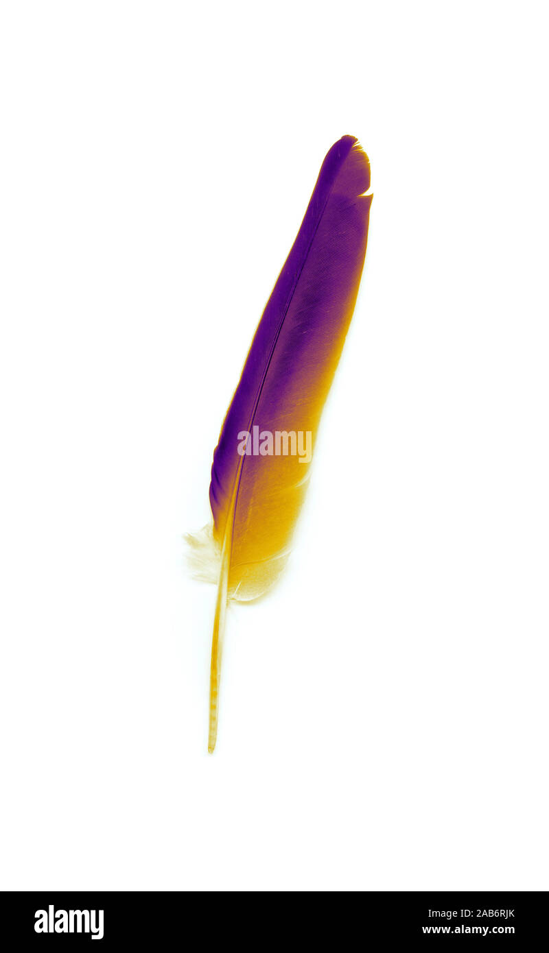 A photography of an isolated color feather Stock Photo - Alamy