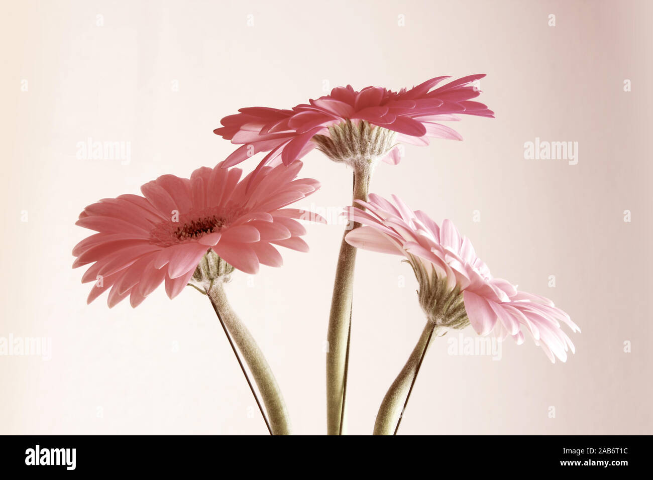 A photography of three pink gerbera on sephia background Stock Photo ...