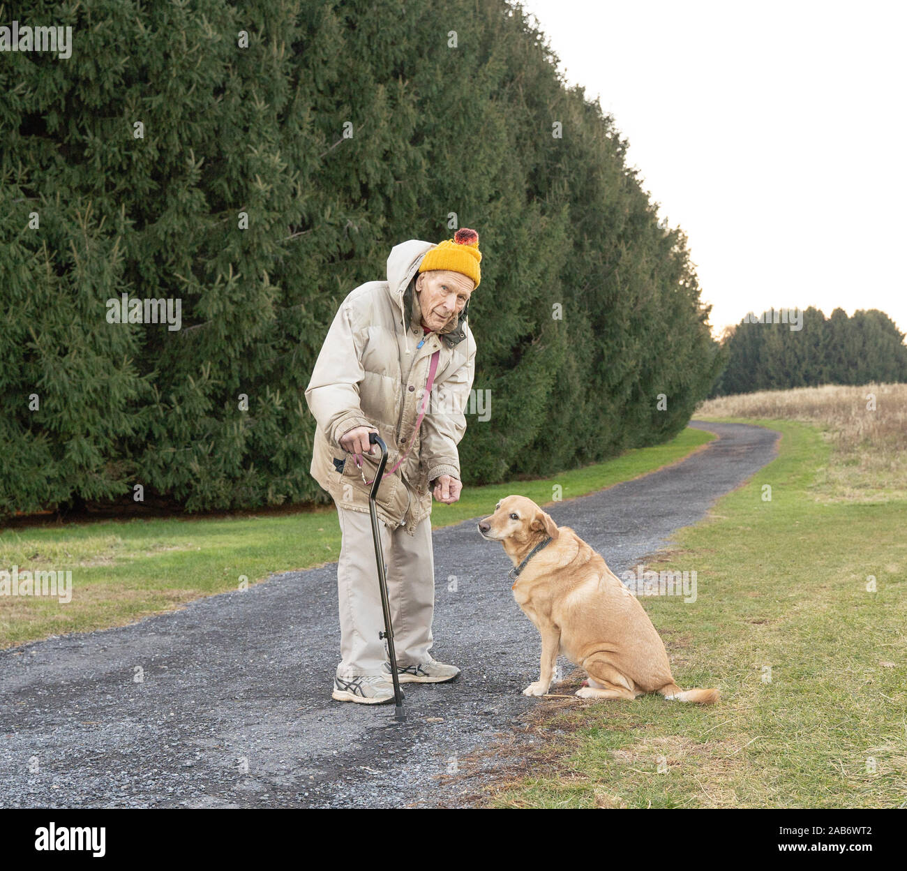 Man walking yellow labrador dog hi-res stock photography and images - Alamy