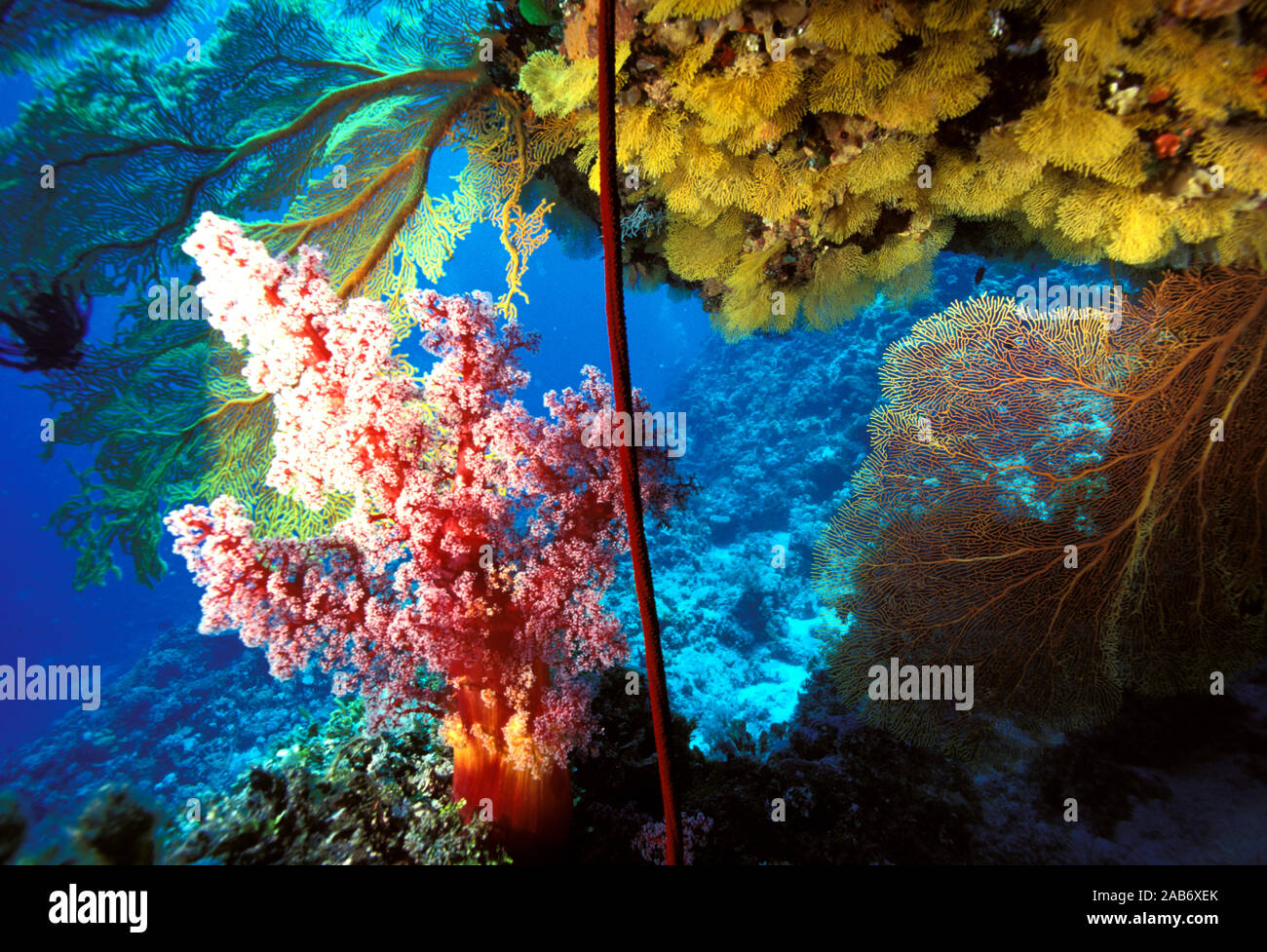 Sea fans, soft coral and sea whip under a ledge. Coral Sea, Queensland ...
