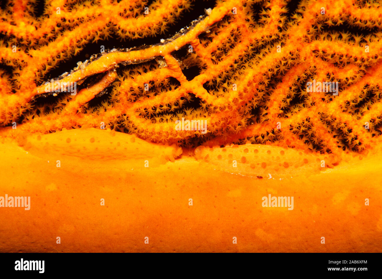 Spindle cowries (Volva sp.), on Gorgonian fan coral. Coral Sea ...