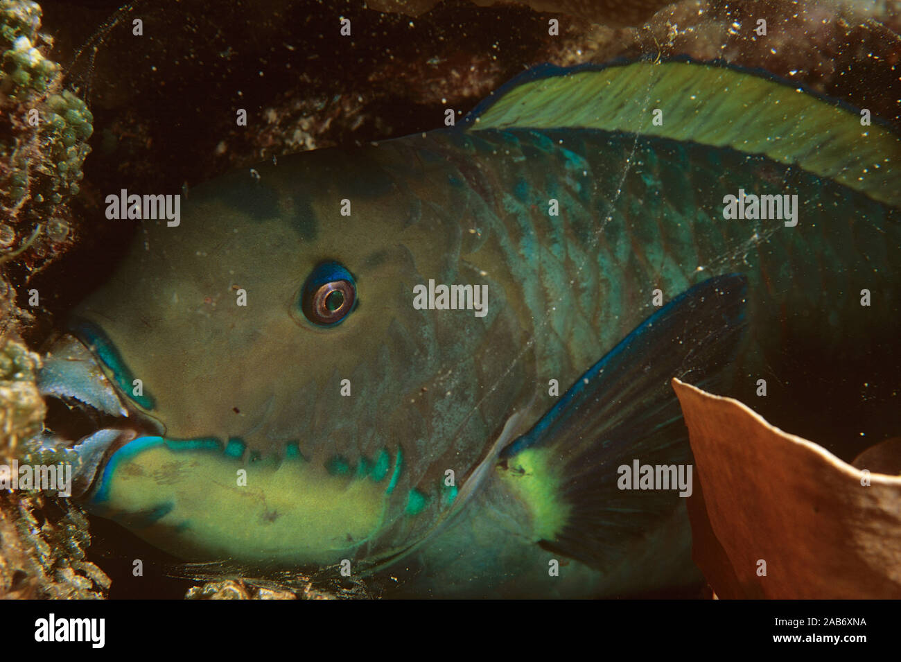 Parrotfish (fam. Scaridae), in the mucus envelope or cocoon in which it ...