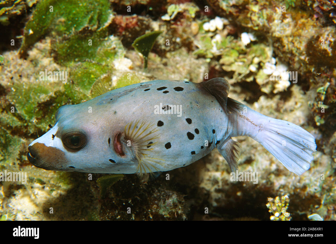 Is A Dog Face Puffer Poisonous