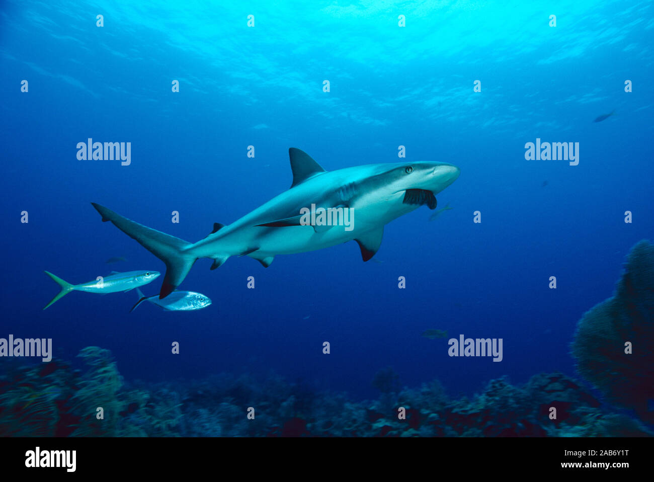 Cartilaginous reef associated hi-res stock photography and images - Alamy