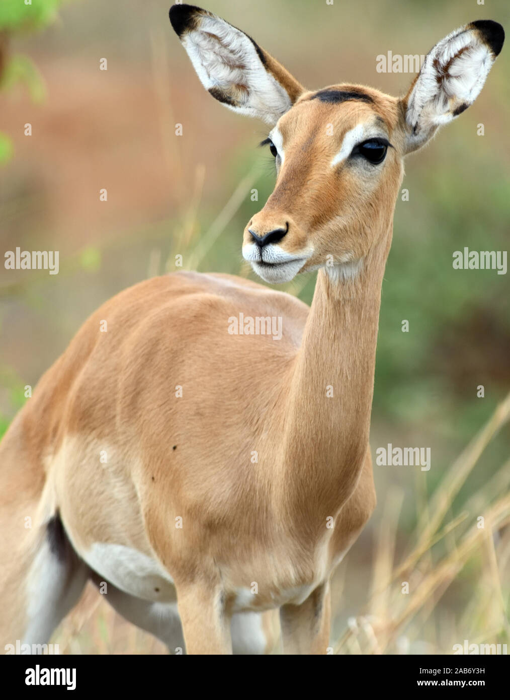 Female impala hi-res stock photography and images - Alamy