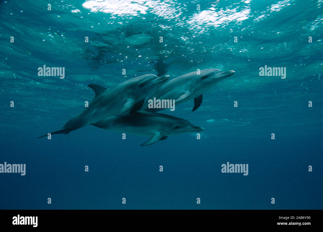 Bridled dolphins hi-res stock photography and images - Alamy