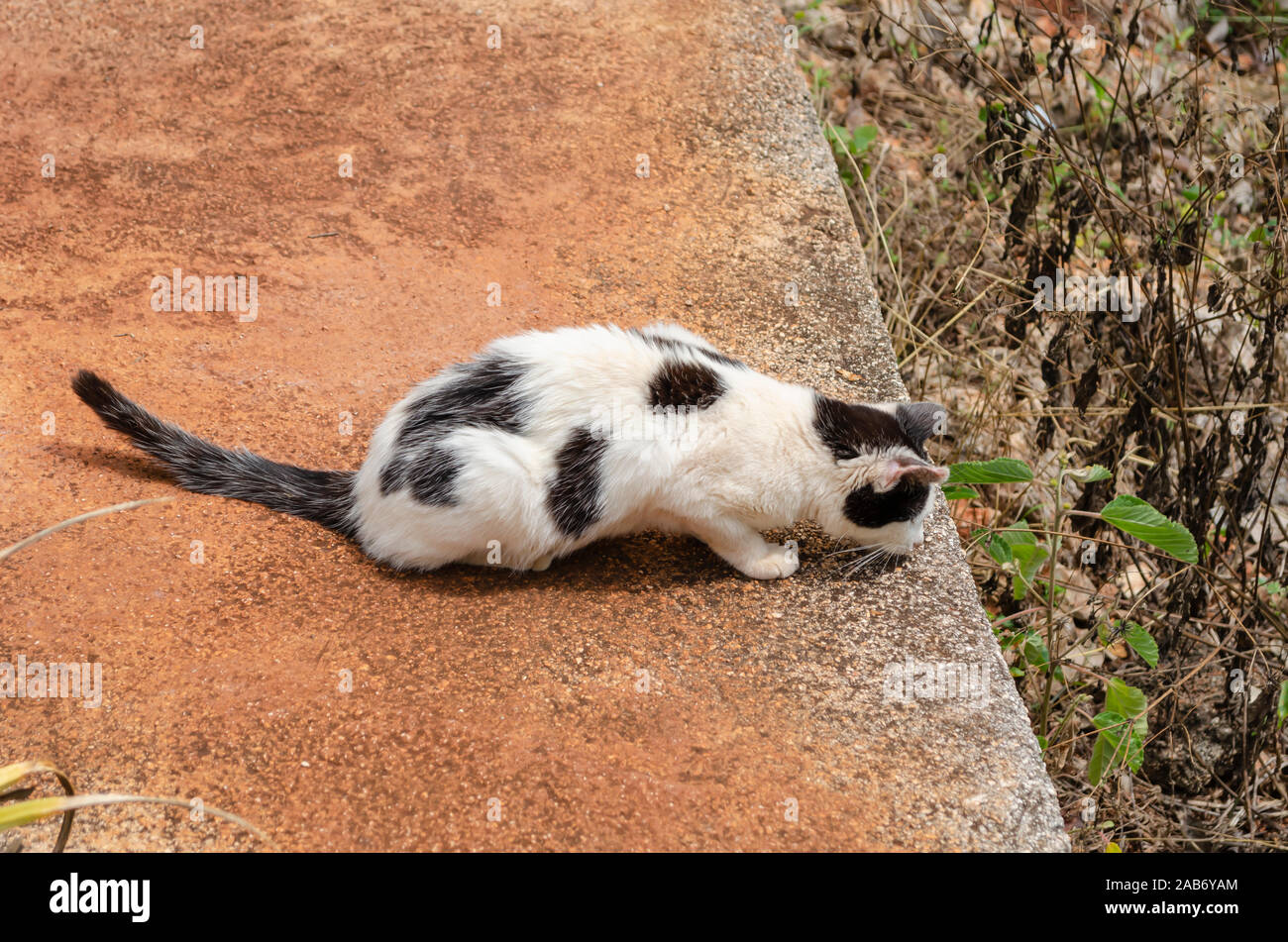 Cat Crouch In Wait Stock Photo - Alamy