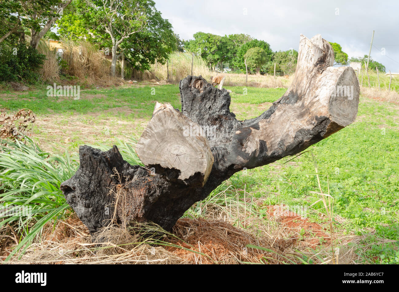 Burnt Tree Stump Stock Photo - Alamy