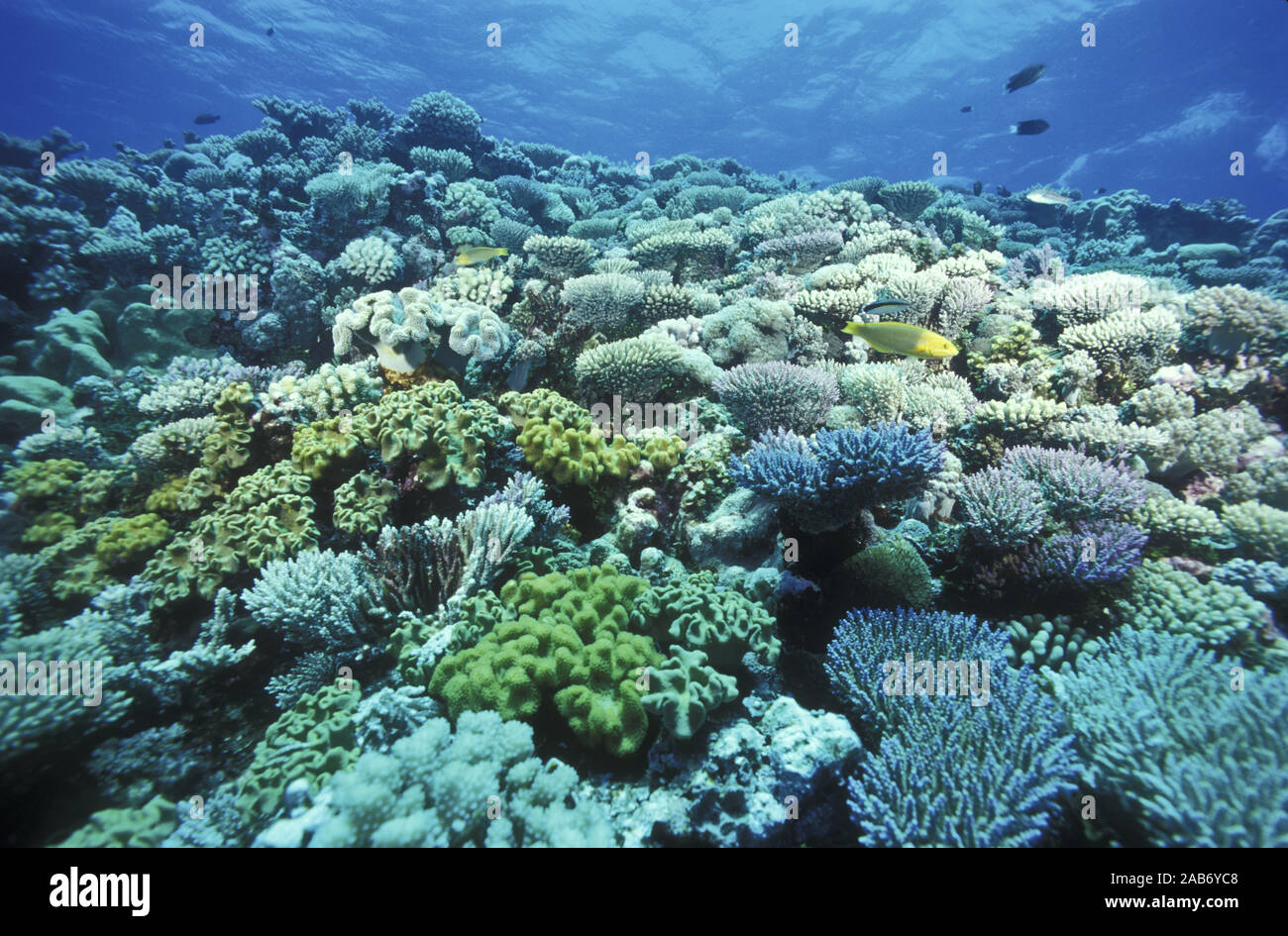 Biodiverse coral reef hi-res stock photography and images - Alamy