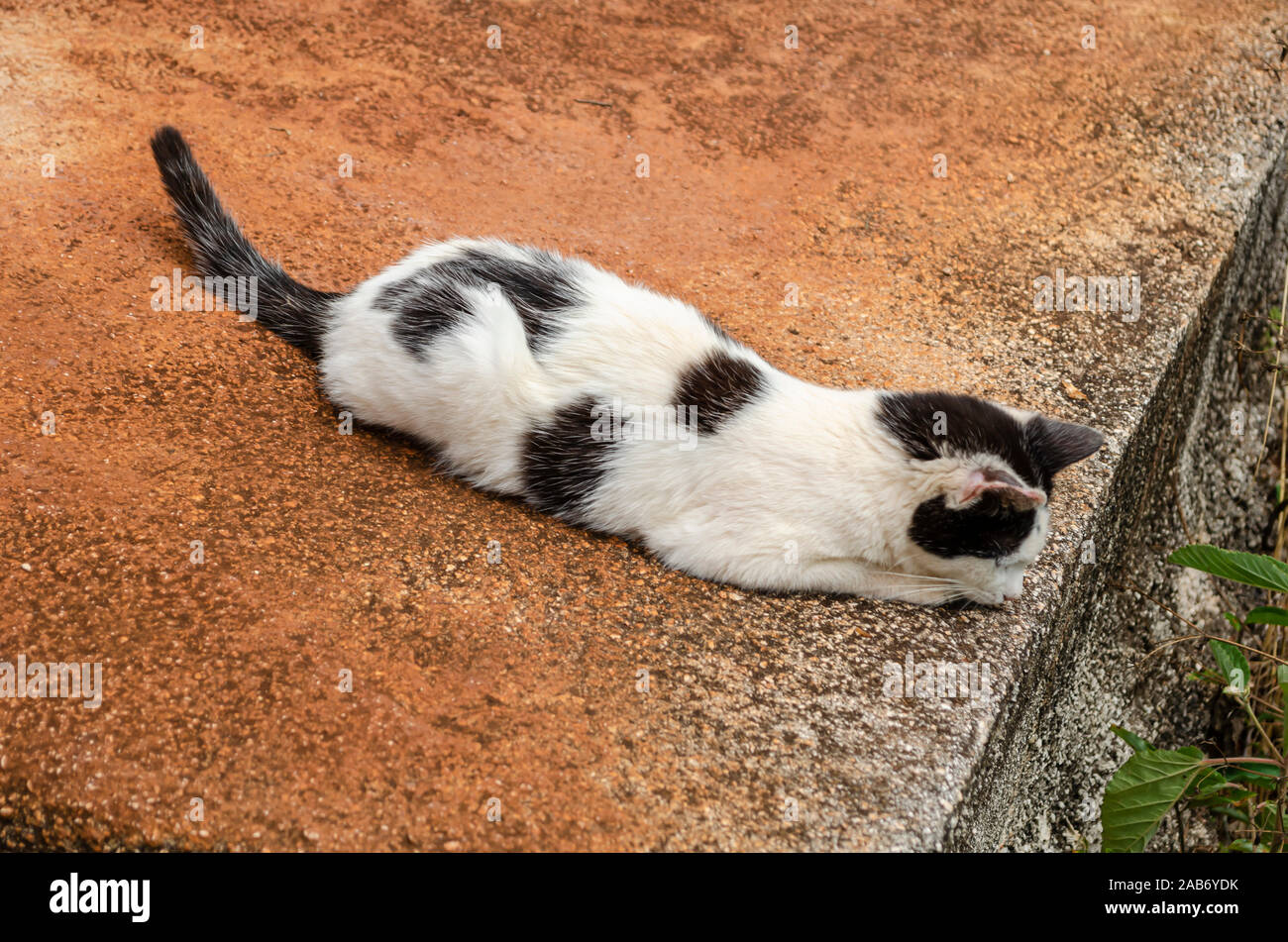 Lie in wait predator hi-res stock photography and images - Alamy