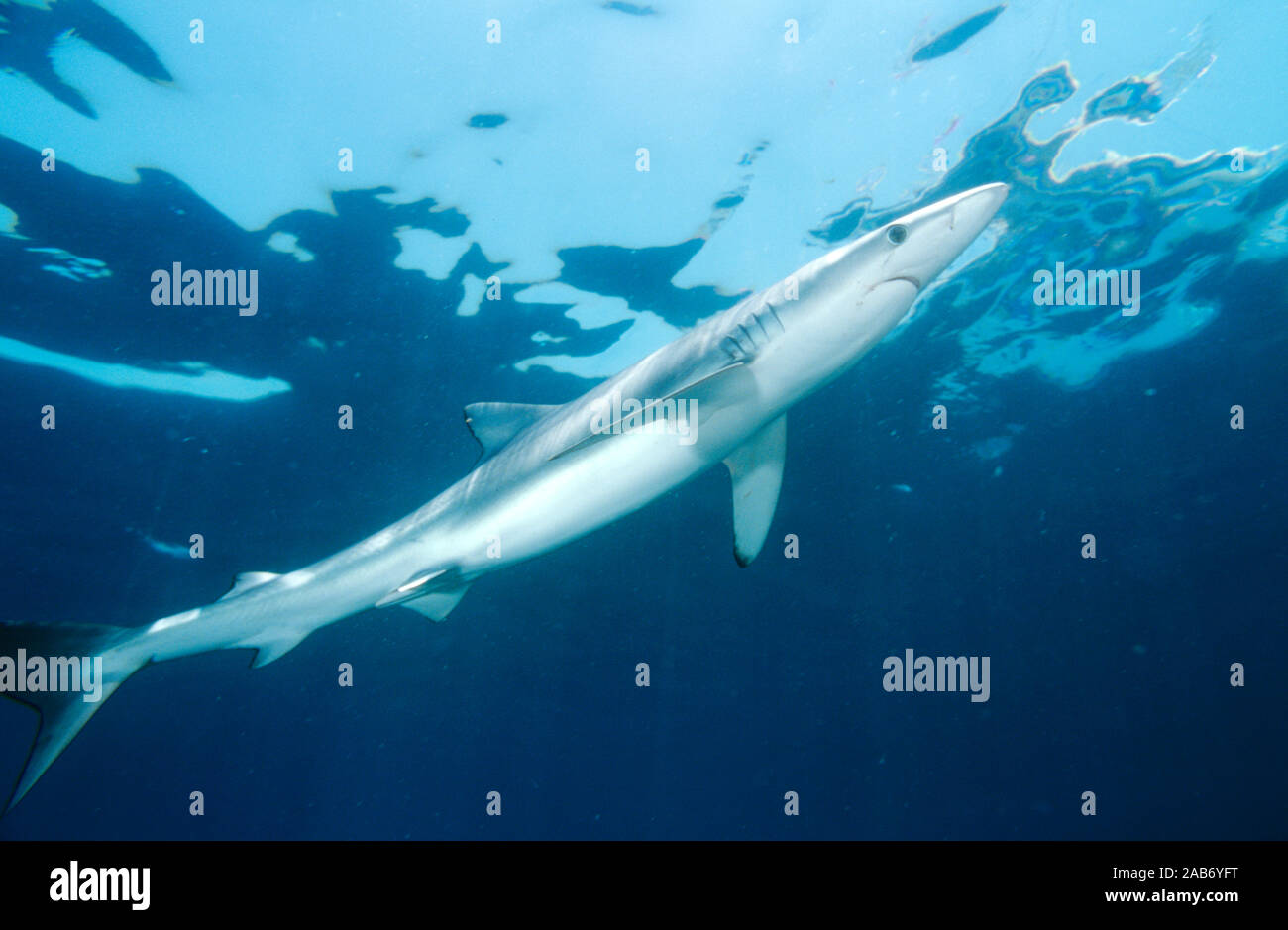 Blue shark (Prionace glauca), swimming just below water surface ...