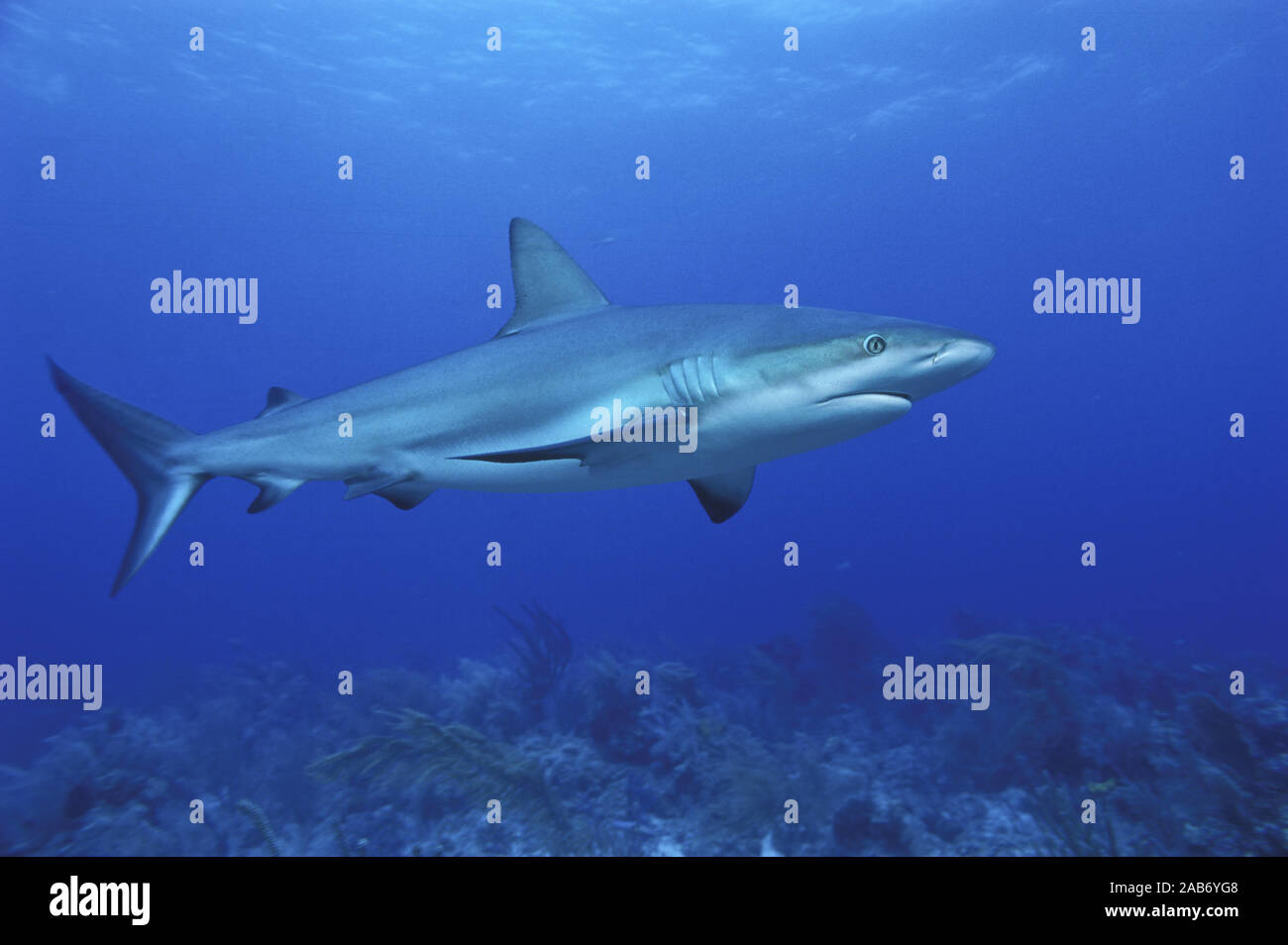Caribbean reef shark (Carcharhinus perezii), attacks humans only if ...