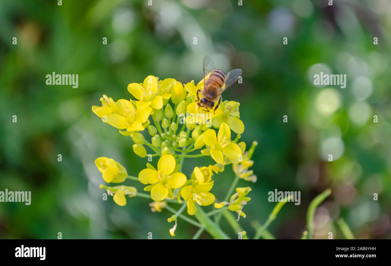 Bee Feeding And Pollinating Pak Choi Flowers Stock Photo - Alamy