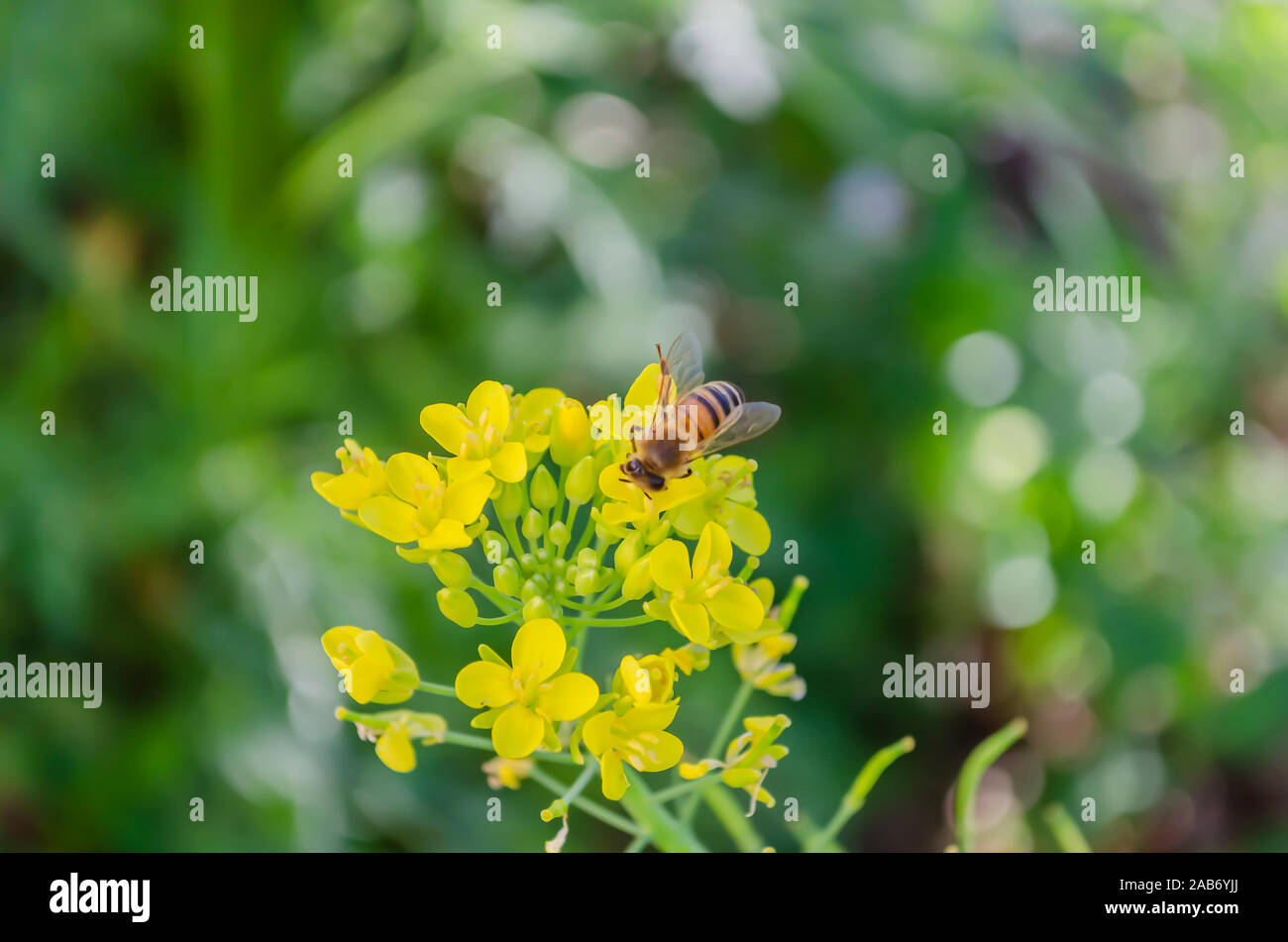 Pak choi flowers hi-res stock photography and images - Alamy
