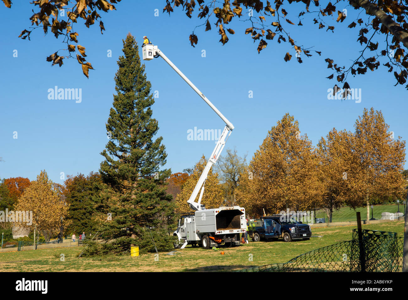 Workers use a tall bucket crane to put up the Christmas tree on the U.S ...