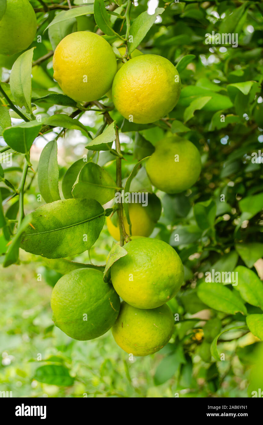 Key stems hi-res stock photography and images - Alamy