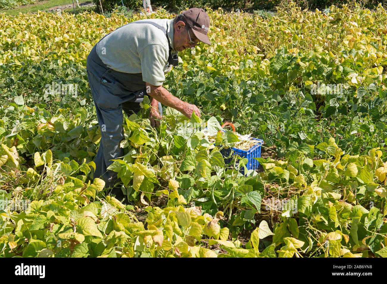 Old man picking common bean (Phaseolus vulgaris), France Stock Photo ...