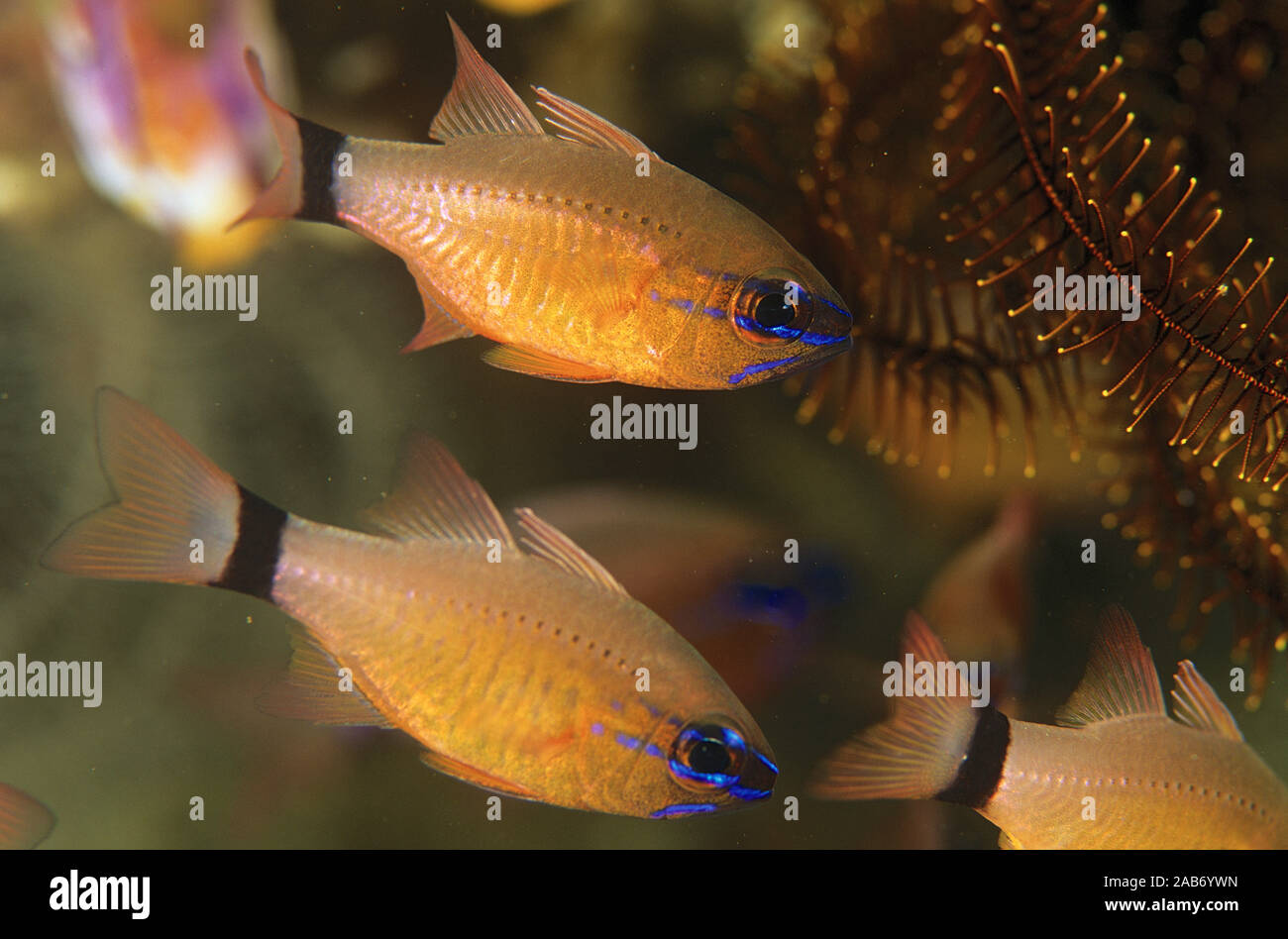 Ring-tailed cardinalfish (Ostorhinchus aureus), length about 10 cm ...