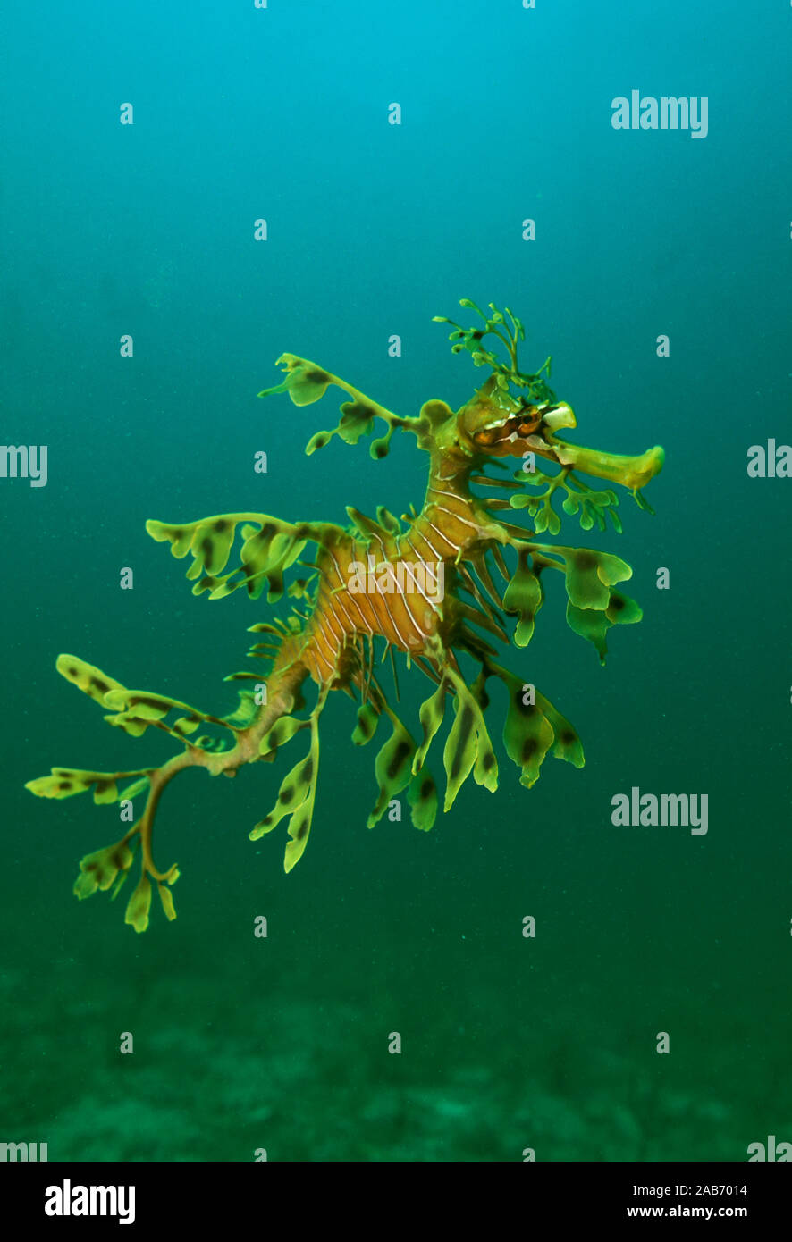 Leafy seadragon (Phycodurus eques), an example of brilliant camouflage ...