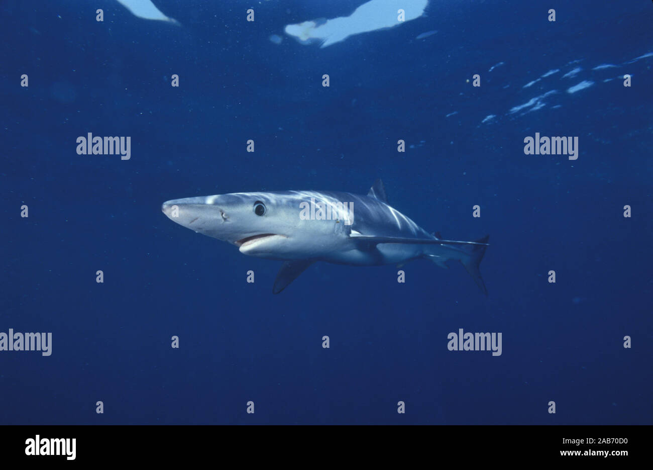 Blue shark prionace glauca california hi-res stock photography and ...