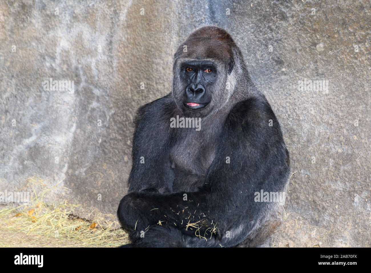 male Silverback Western Lowland gorilla (Gorilla gorilla gorilla ...
