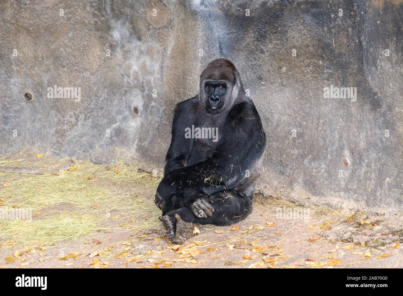 Male Silverback Western Lowland gorilla (Gorilla gorilla gorilla ...