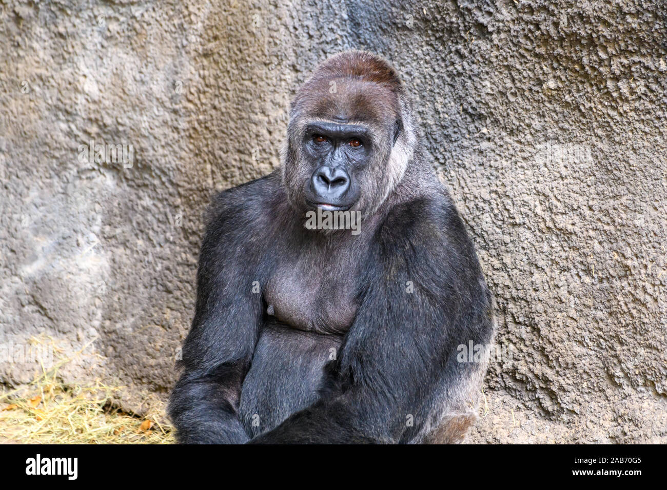 Sad Gorilla Face