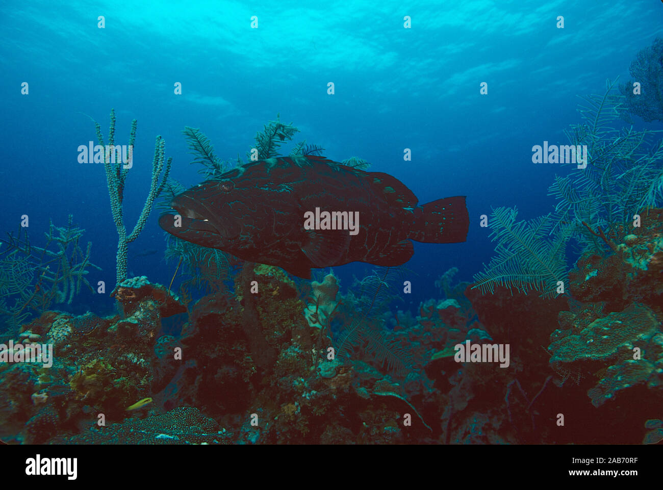 Black grouper (Mycteroperca bonaci), Nassau, Bahamas Stock Photo - Alamy