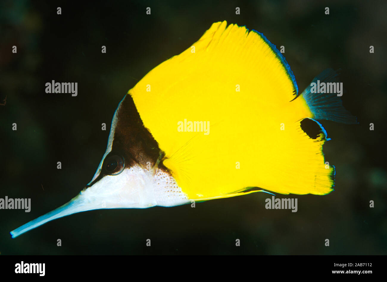 Longnose Butterflyfish High Resolution Stock Photography and Images - Alamy