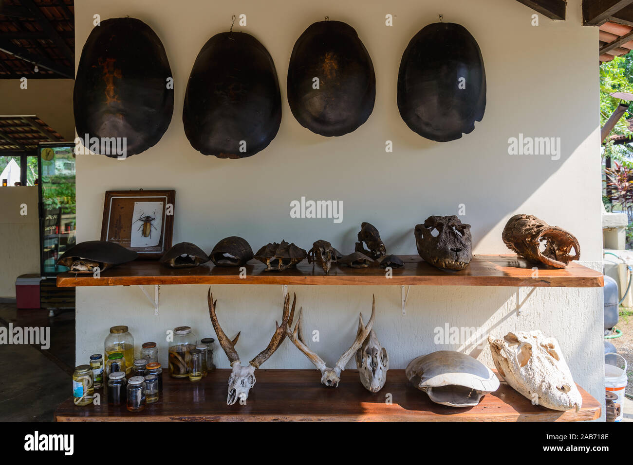Turtle shells and other bones of local wildlife displayed on a shelf ...