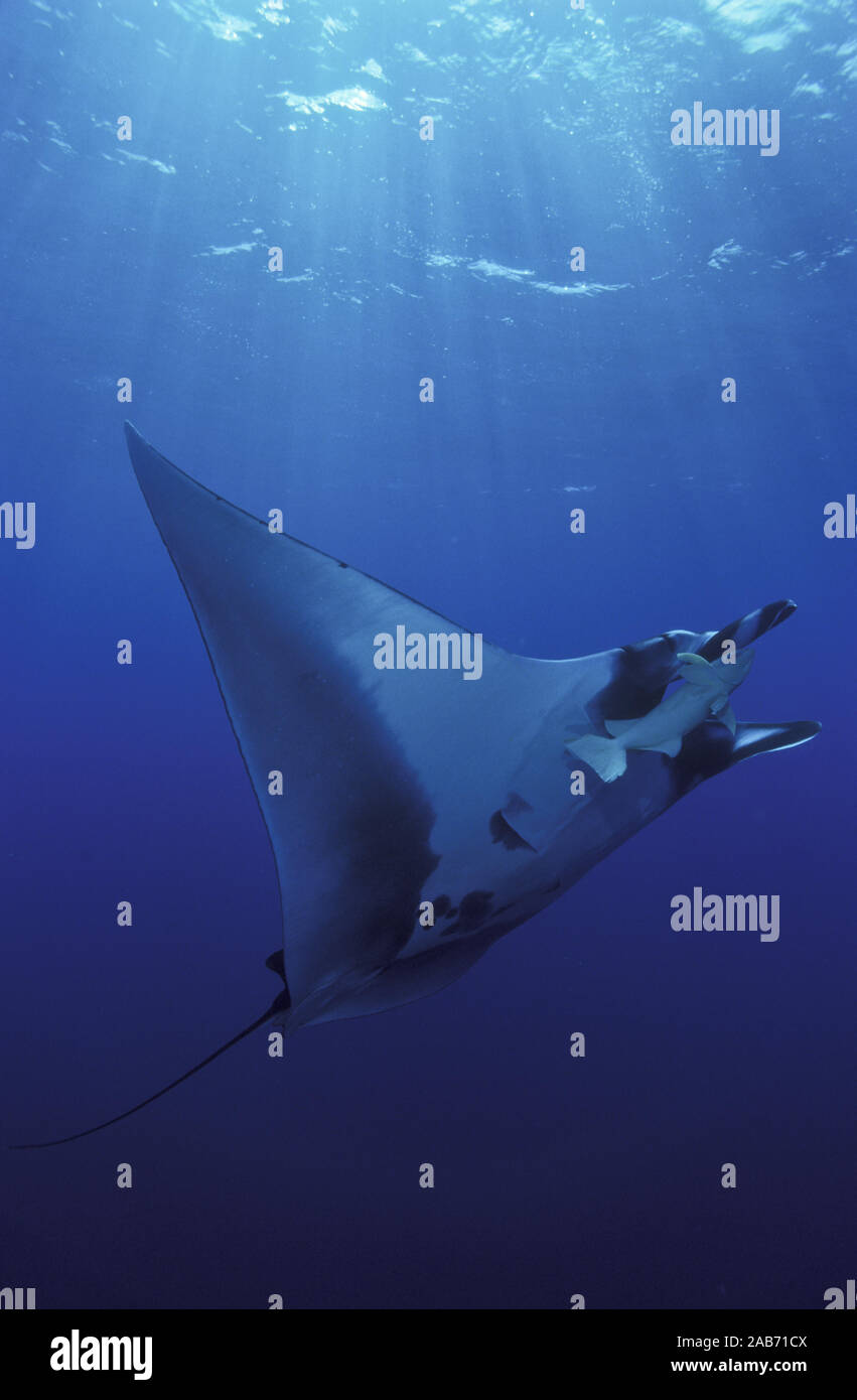 Remora fish attached hi-res stock photography and images - Alamy