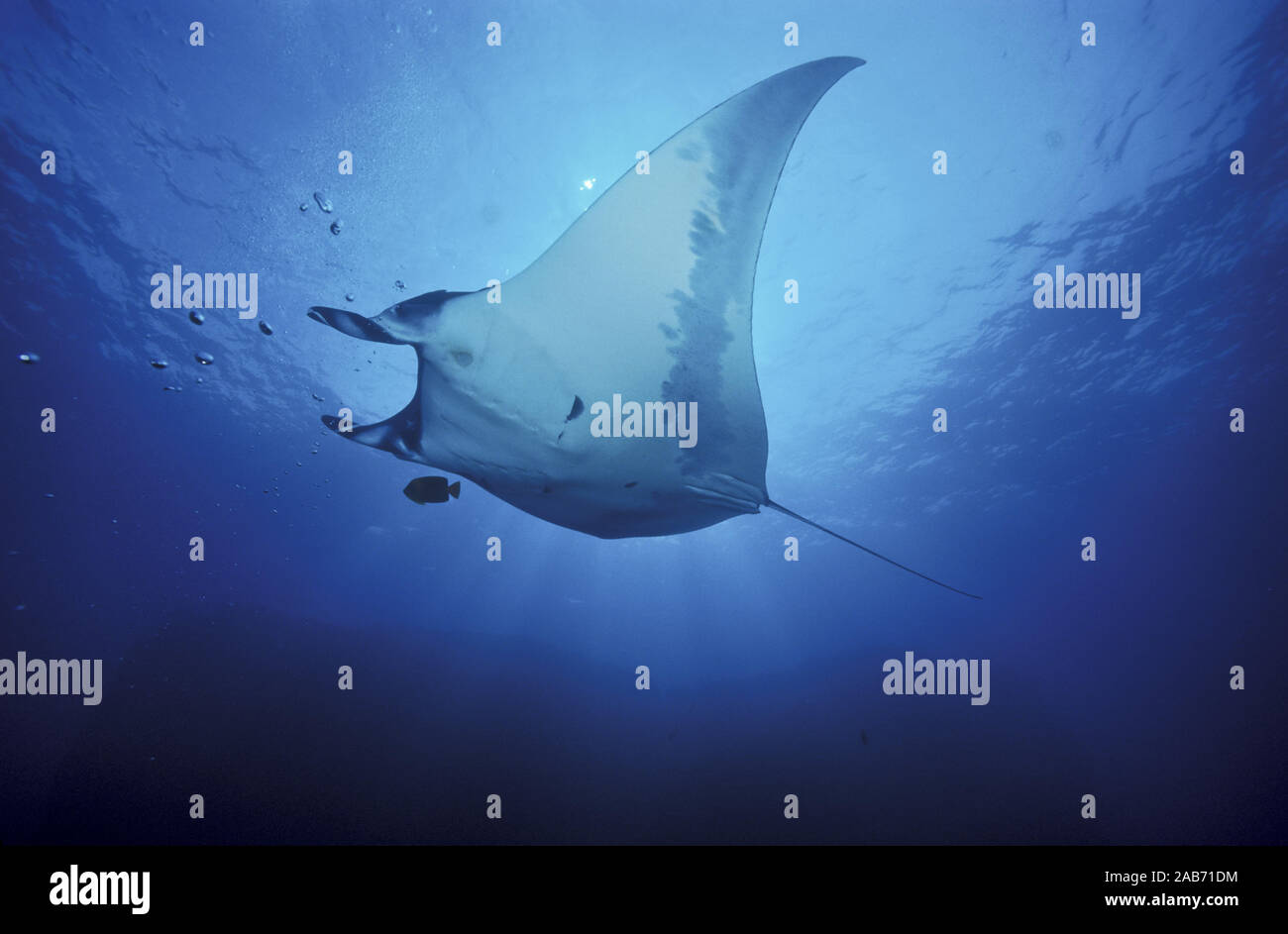 Giant manta (Manta birostris), reaches a span of 5.5 m and can weigh up ...