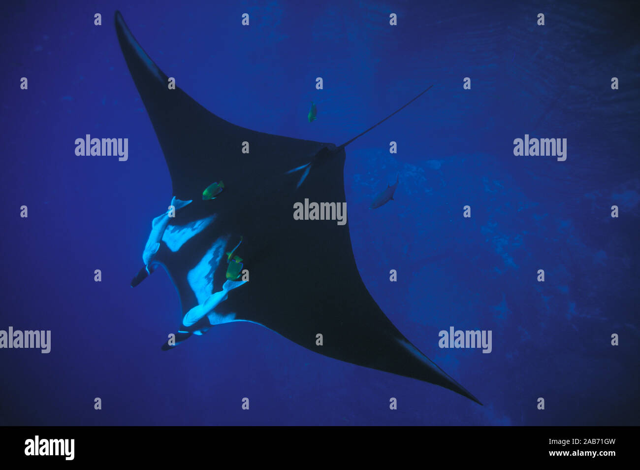 Giant manta (Manta birostris), with sucker fish or remora attached ...