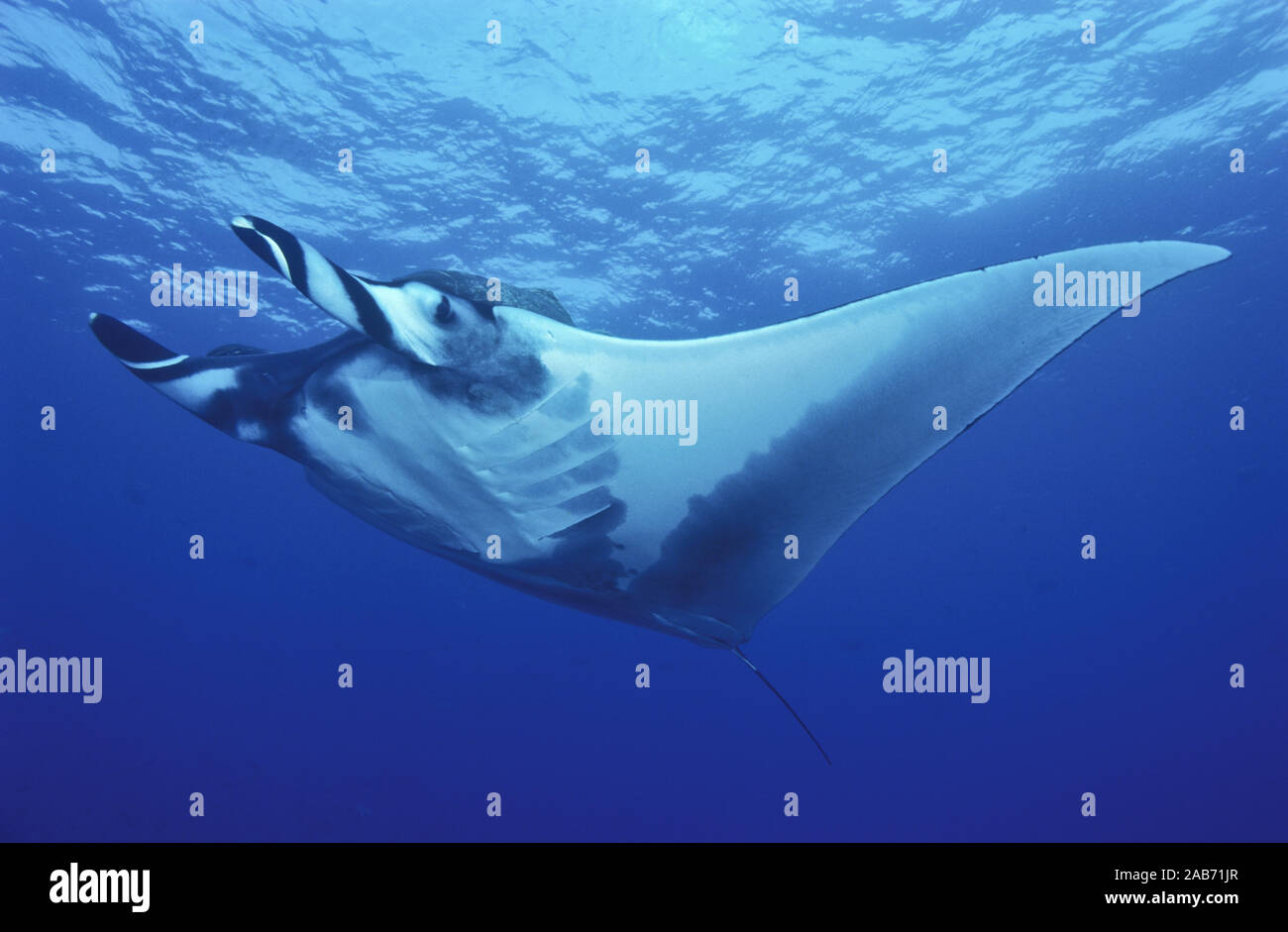 Giant manta (Manta birostris), with sucker fish (remora) attached. Can ...