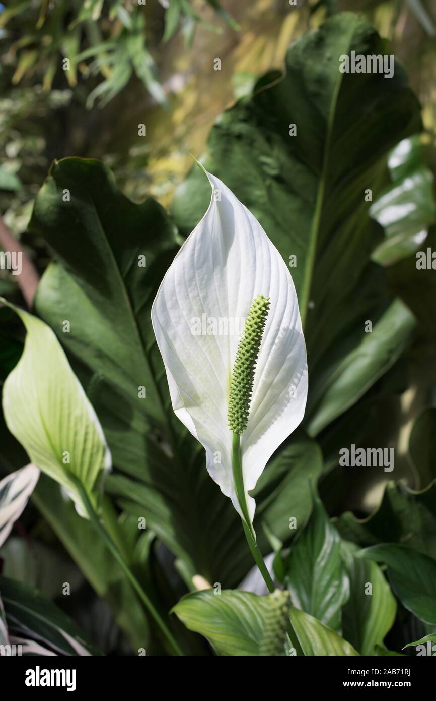 Spathiphyllum High Resolution Stock Photography and Images - Alamy