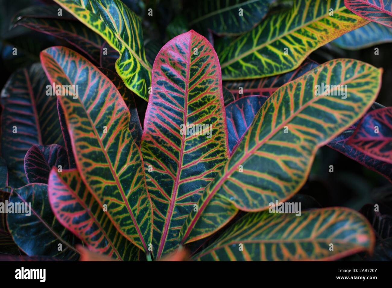 Croton plant hi-res stock photography and images - Alamy