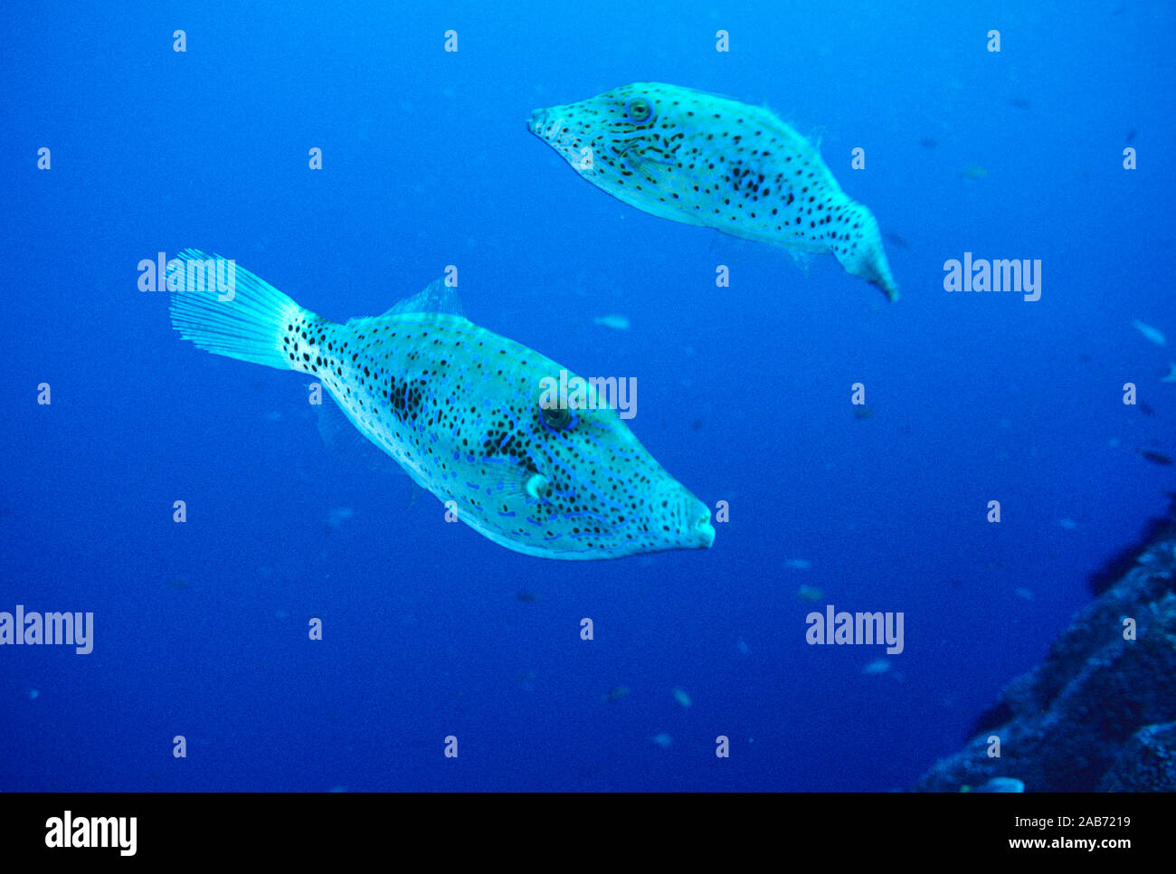 Rough leatherjacket hi-res stock photography and images - Alamy