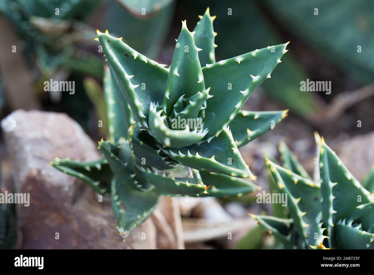 Jewelled aloe aloe distans hi-res stock photography and images - Alamy