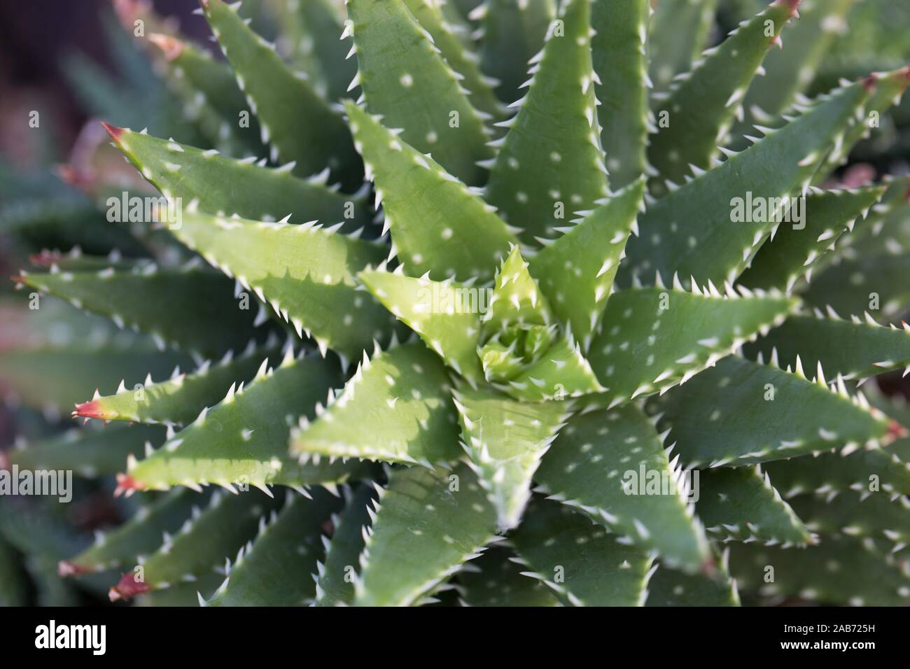 Golden toothed hi-res stock photography and images - Alamy