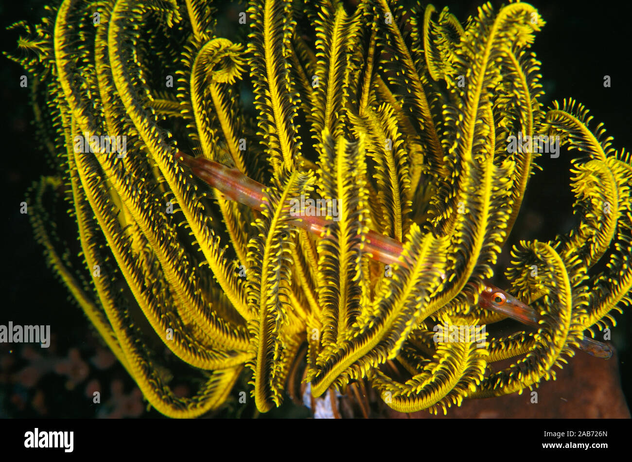 Chinese trumpetfish (Aulostomus chinensis), hiding amongst feathery ...