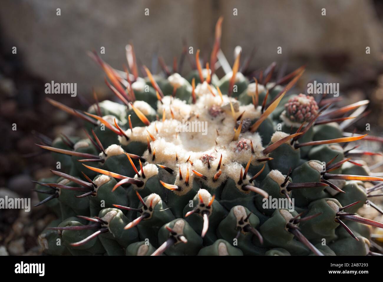 Thelocactus rinconensis hi-res stock photography and images - Alamy