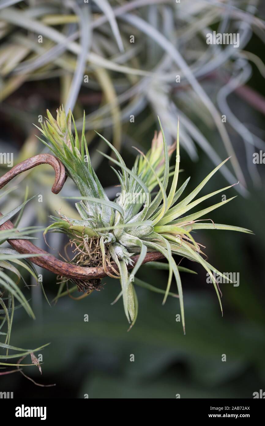Tillandsia Ionantha - sky plant Stock Photo - Alamy